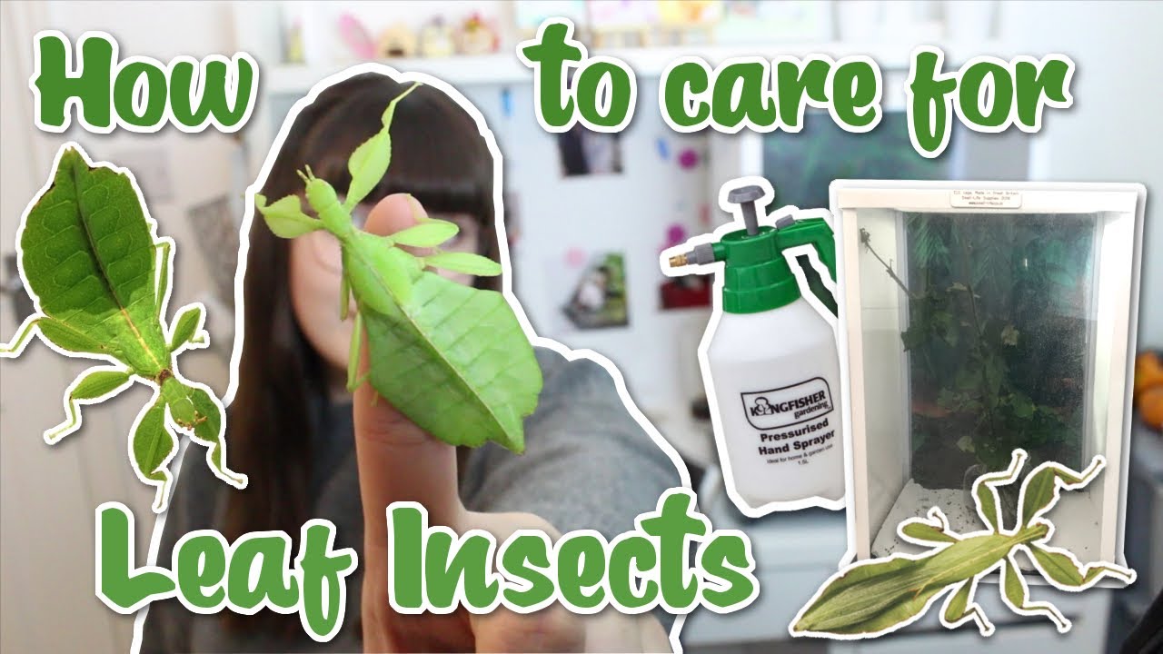 HOW TO CARE FOR LEAF INSECTS
