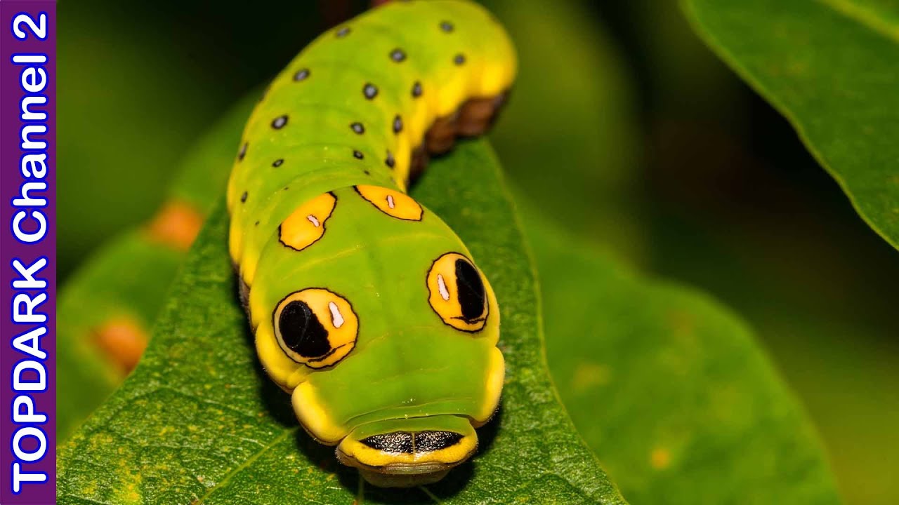 7 Orugas Espectaculares que Parecen Serpientes