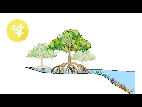 #MangrovesMatter Ecosystems