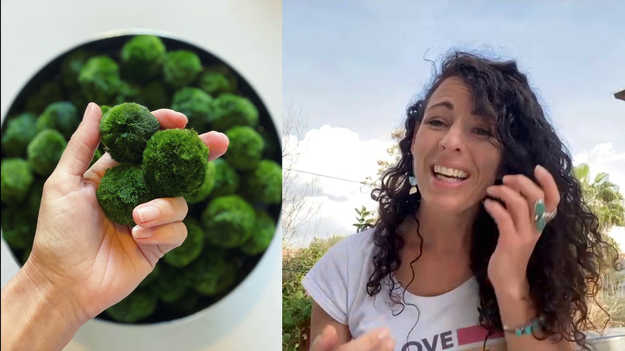 MARIMO EXPLAINED-Sacred Elements and Spicy Moustache