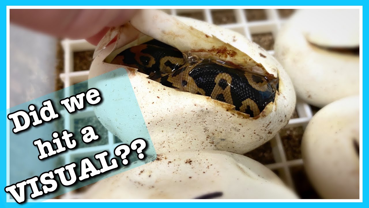 BALL PYTHON EGG CUTTING! Cutting Clutch #5 (2020)