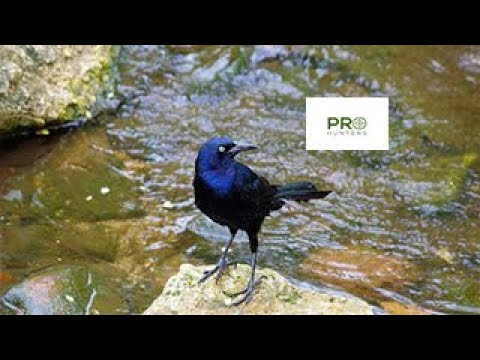 Common Grackle Sound - Birds Call for Pro Hunters