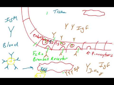 Transport of IgG and IgA