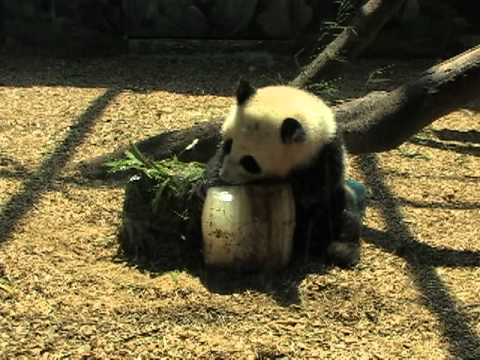 Giant Panda - Zoo Atlanta