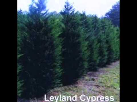 Cypress Tree Images We Deliver and Plant