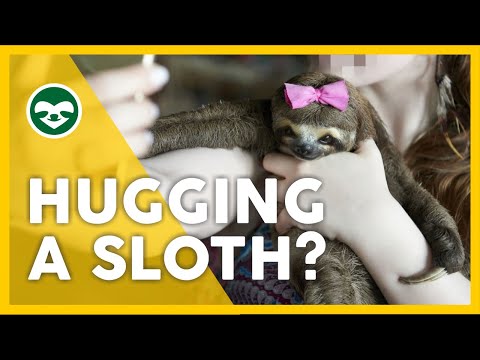 Are Sloth Encounter Experiences OK? | The Sloth Conservation Foundation