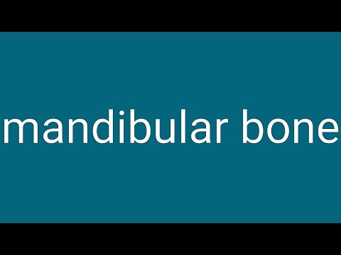 Mandibular Bone Definition & Meaning