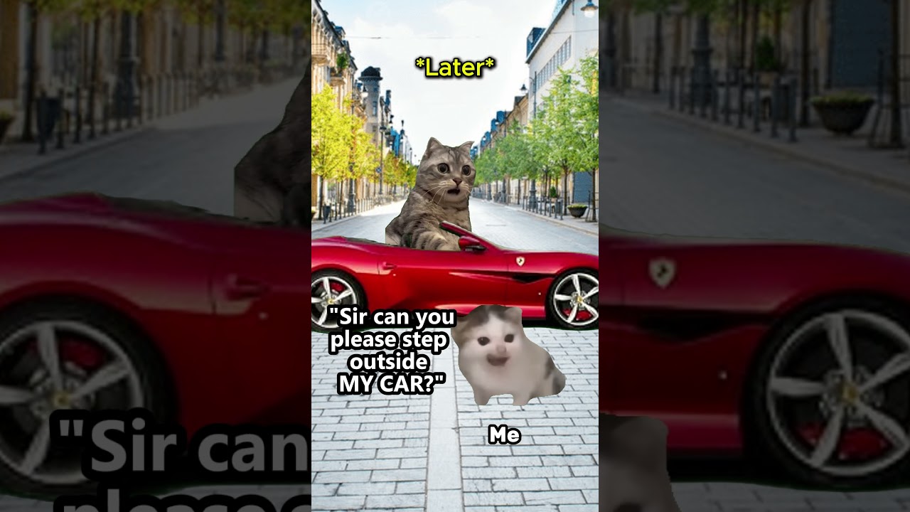 CAT MEMES 😺 Random Superpower ... #catmemes #funnnycat