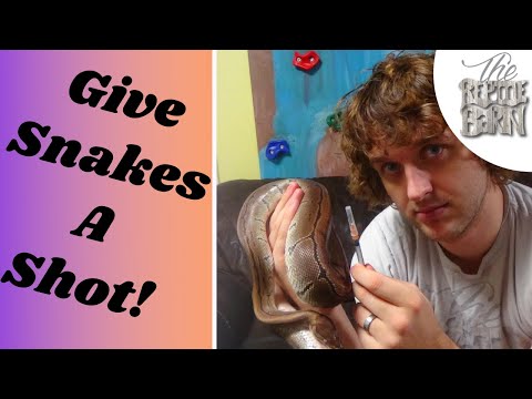 How To Give Your Ball Python An Injection | Animal Care