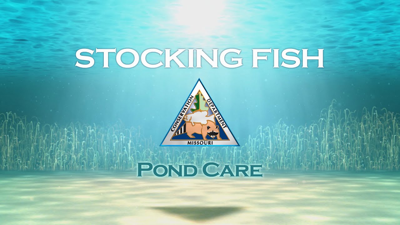 Pond Care 105: Stocking Fish