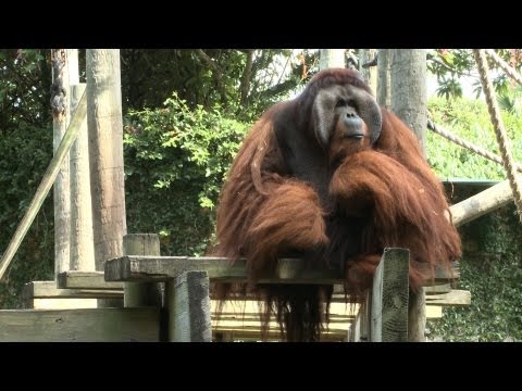Incredible pictures show orangutan using a stick to check river is safe ...