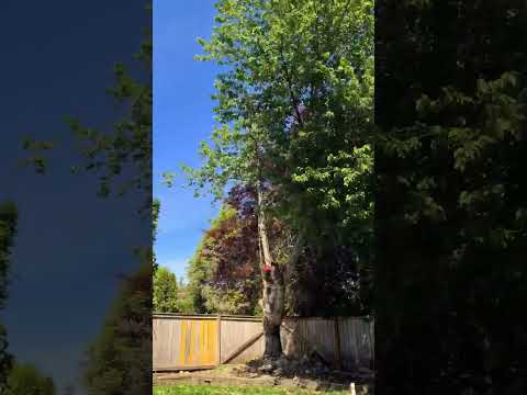 TREE CUTTING SERVICE - MAPLE VALLEY WASHINGTON