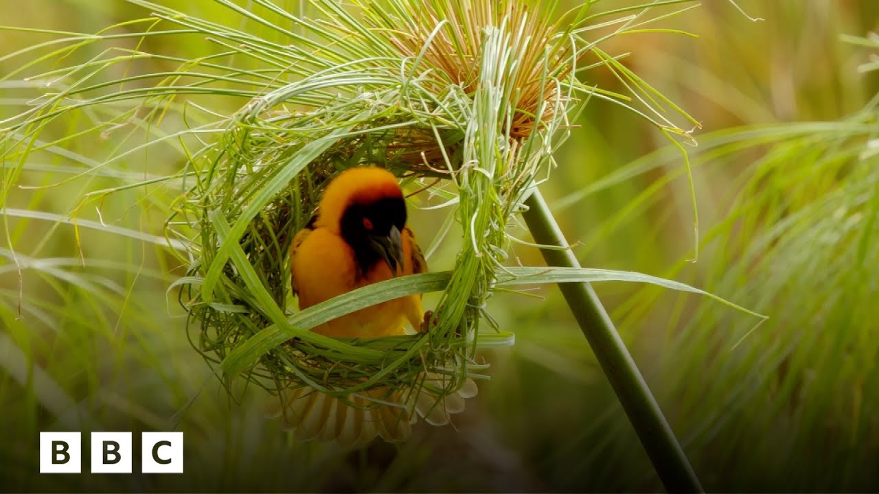 Inside the world of weaverbirds' stunning nest creation | BBC Global
