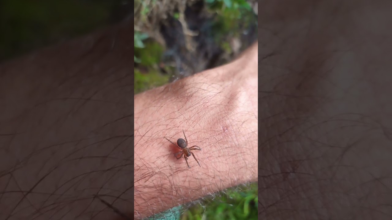 Metaltella simoni ? Cybaeidae ?