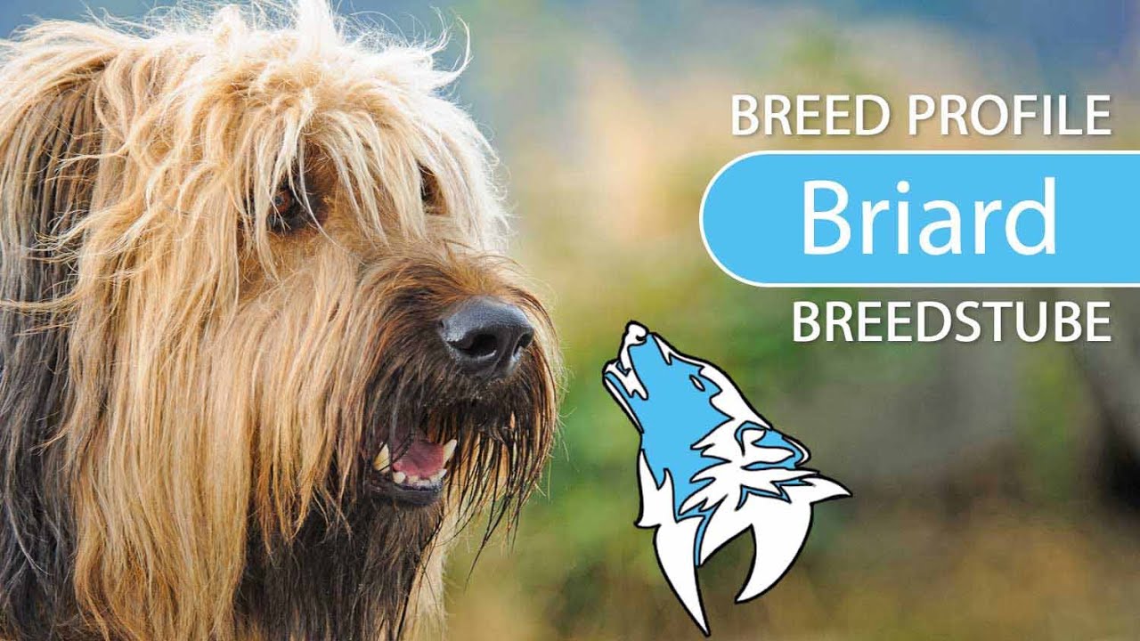 ► Briard Breed Profile [2022] Temperament & Training