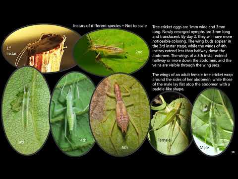 Videos – TREE CRICKETS