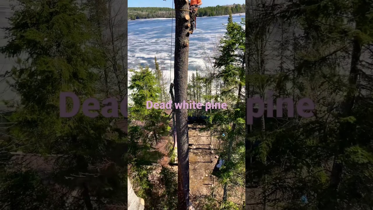 John Rigging Down A Tree Branch | #shorts