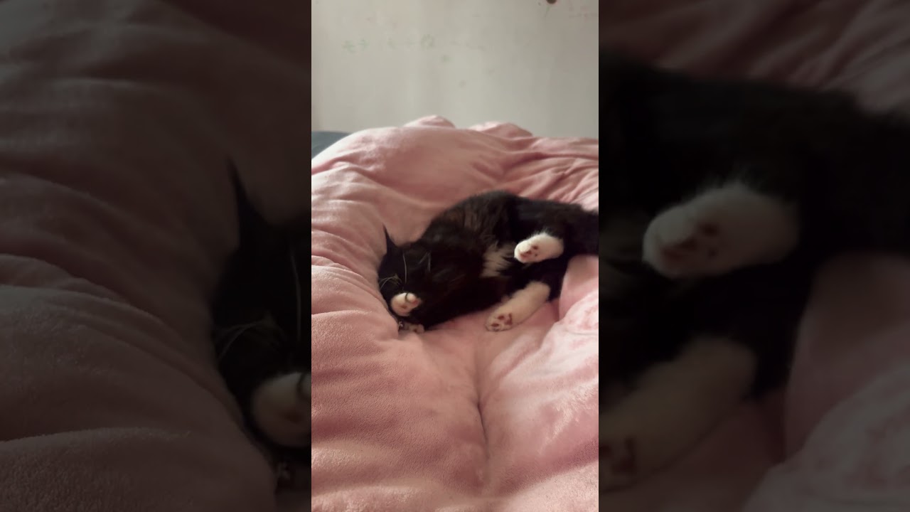 Only Cat Parents Know This Pure Catto Joy 🐾#cute #cat#funny #trending #shorts