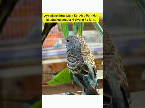 Islamic quotes 🥰//quotes on Bird#allah#allah love #shorts#beautiful voice