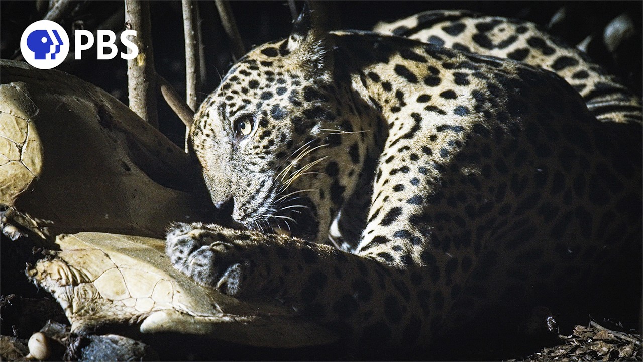 How a Jaguar's Hunt Feeds a Forest