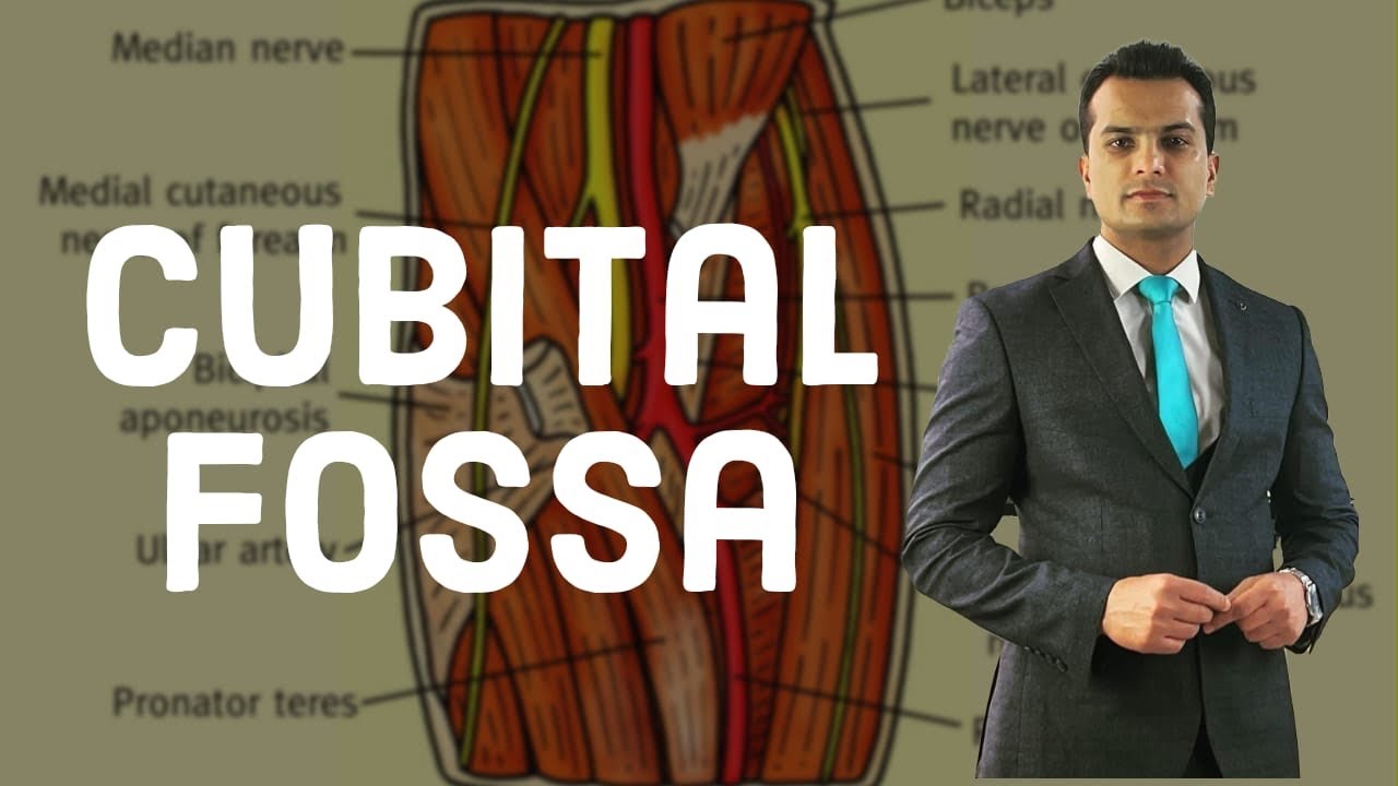 Understanding the Anatomy of the Cubital Fossa: Key Insights and MCQs ...