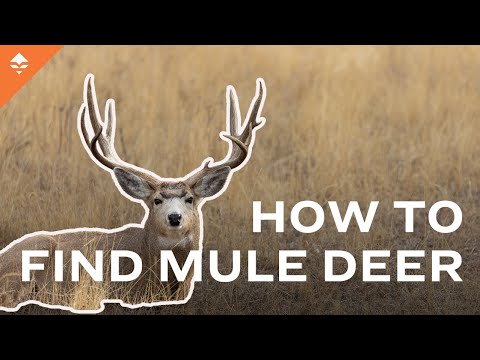 6 Tips To Help You Find Mule Deer