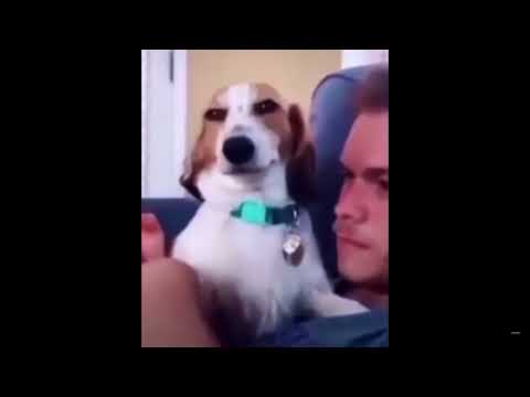 sus dog