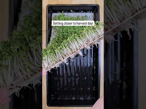 Grow Microgreens Easily: Single 2-Inch Deep Tray & Reusable Medium #gardening