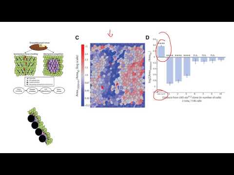 Extra information pupal stage, cell competition, and cancer