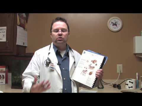 Dog & Cat Tips : Symptoms of Lyme Disease in Dogs