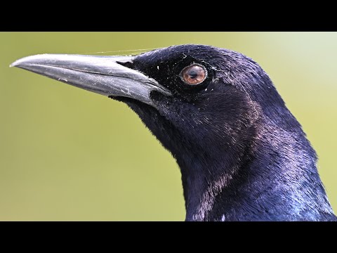 The Audubon Moment - Boat Tailed Grackle
