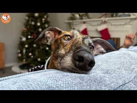 Mango, the train station dog from Spain – Lee Duigon
