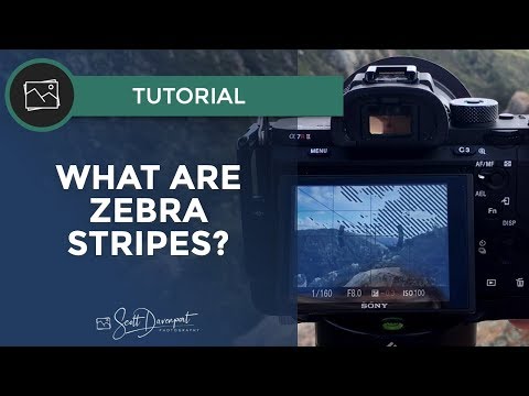 What Are Zebra Stripes? (And Why Do I Care?)