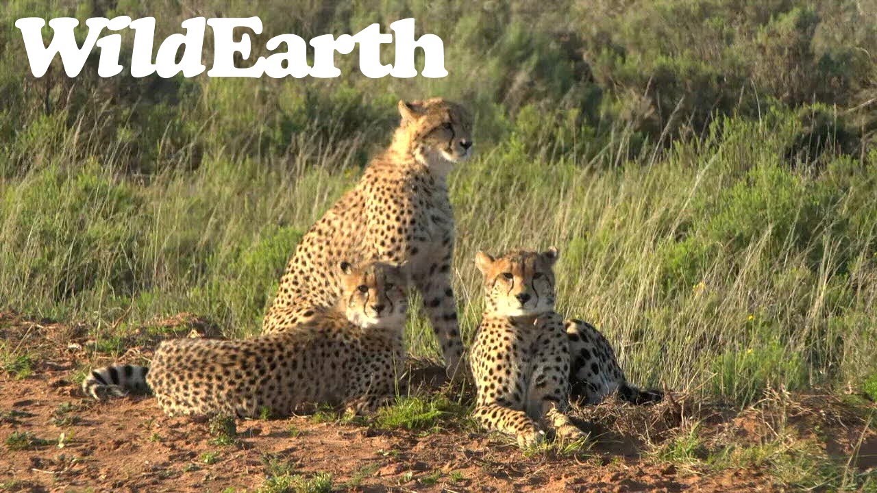 WildEarth - Sunrise  Safari - 30 June 2022