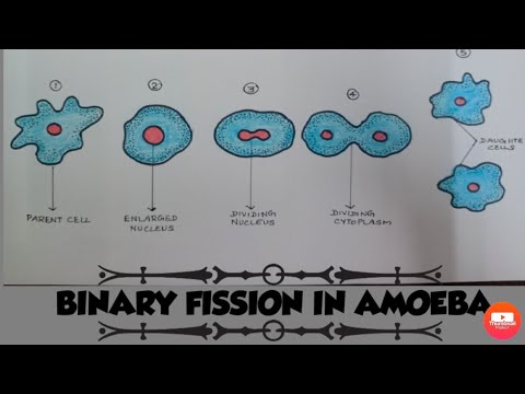 Binary fission in AMOEBA -- class 10 science Video Lecture