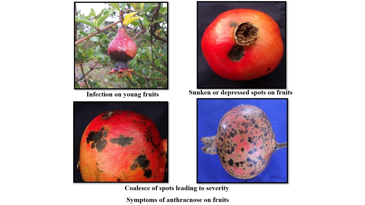 Mr. Pruthviraj - Fungicides for the management of anthracnose of pomegranate caused --