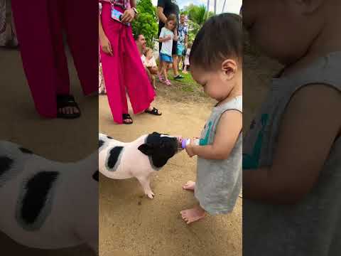#animals #children #piggy #travel #funny