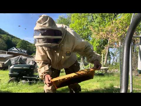 Honeybee Swarm Capture