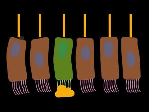 Anatomy of the Special Sense of Smell or Olfaction