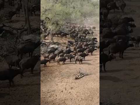 How Many BUFFALOS in a HERD?! 🔢 Animal Fact Files #facts #animals #buffalo