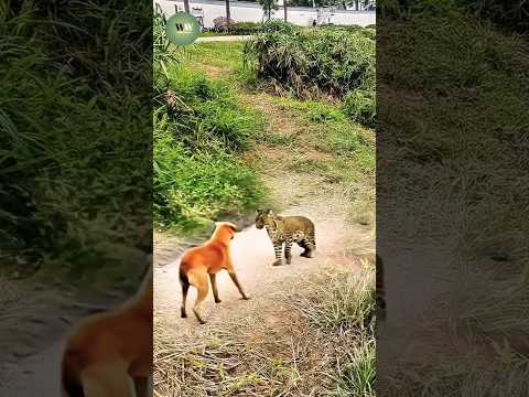 Brave Dog Challenges Leopard – What Happens Next Is Shocking!