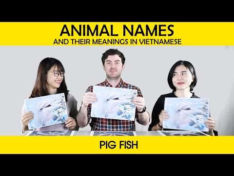 Animal name meanings in Vietnamese / Dịch sát nghĩa tên các con vật từ tiếng Việt sang tiếng Anh