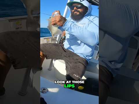 Trigger Fish Galore in Puerto Penasco! #fishing #seaofcortez #mexicofishing #mexico #triggerfish