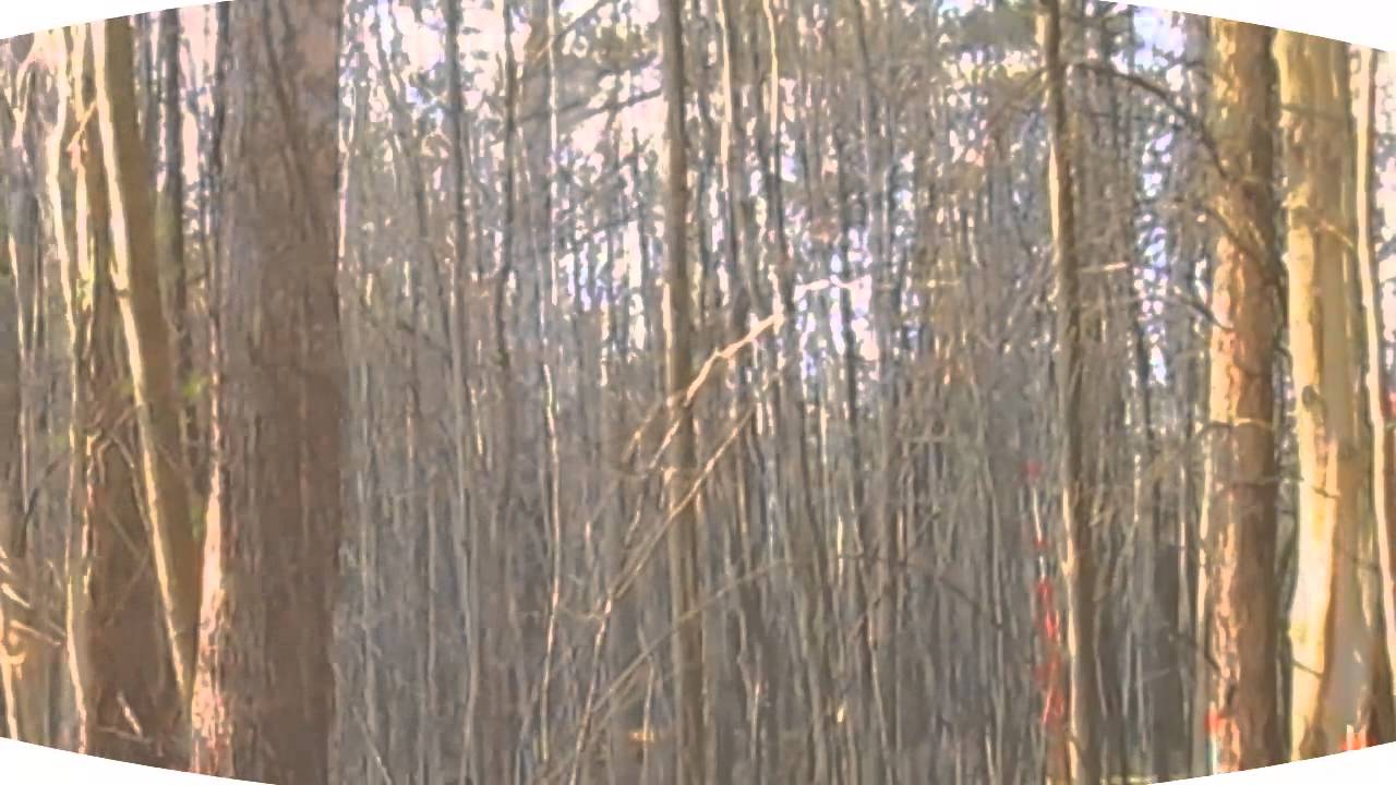 PRINCESS CENTURY 'Domestic' [OFFICIAL VIDEO]
