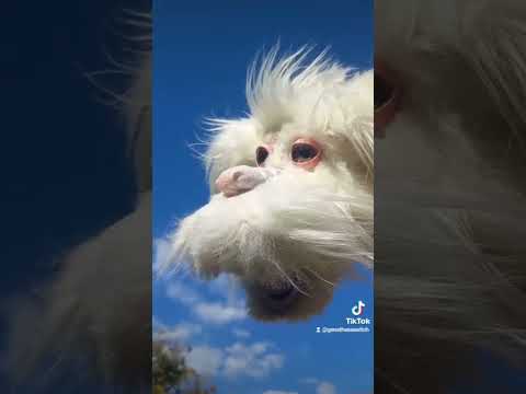 Custom Falkor Plush