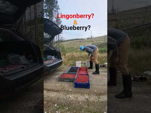 Berry picking in Sweden #blueberry #lingonberry #cranberries #harvesting