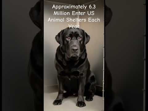 Unfortunate Facts About Adoption And Animals #adoptdontshop #animals #sad