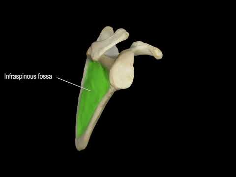 Scapula Lateral View Drawn Anatomy
