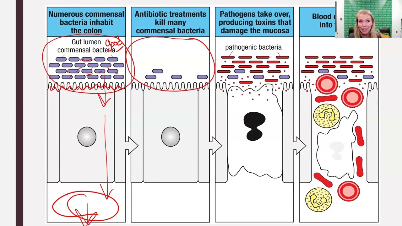 Understanding the Immune System: An Overview of Its Elements and Functions | Galaxy.ai