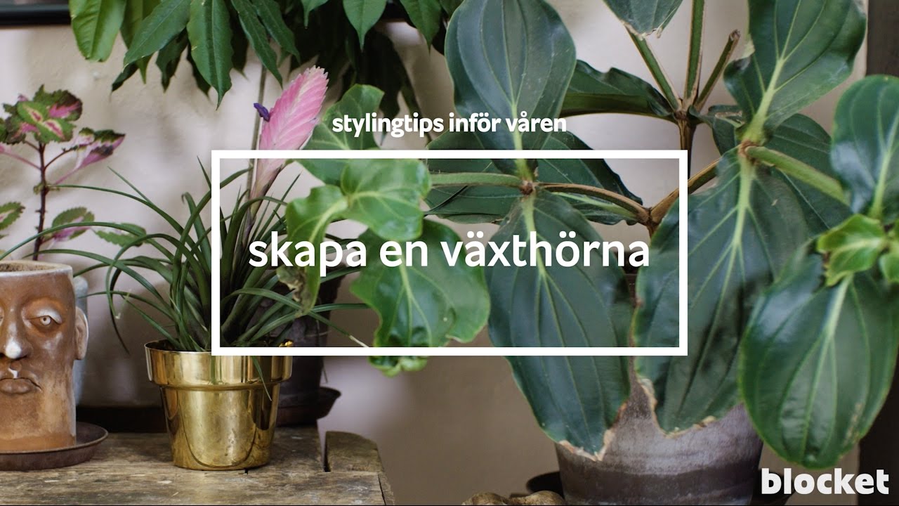 Blocket Fixar med Isabelle McAllister - Skapa en växthörna